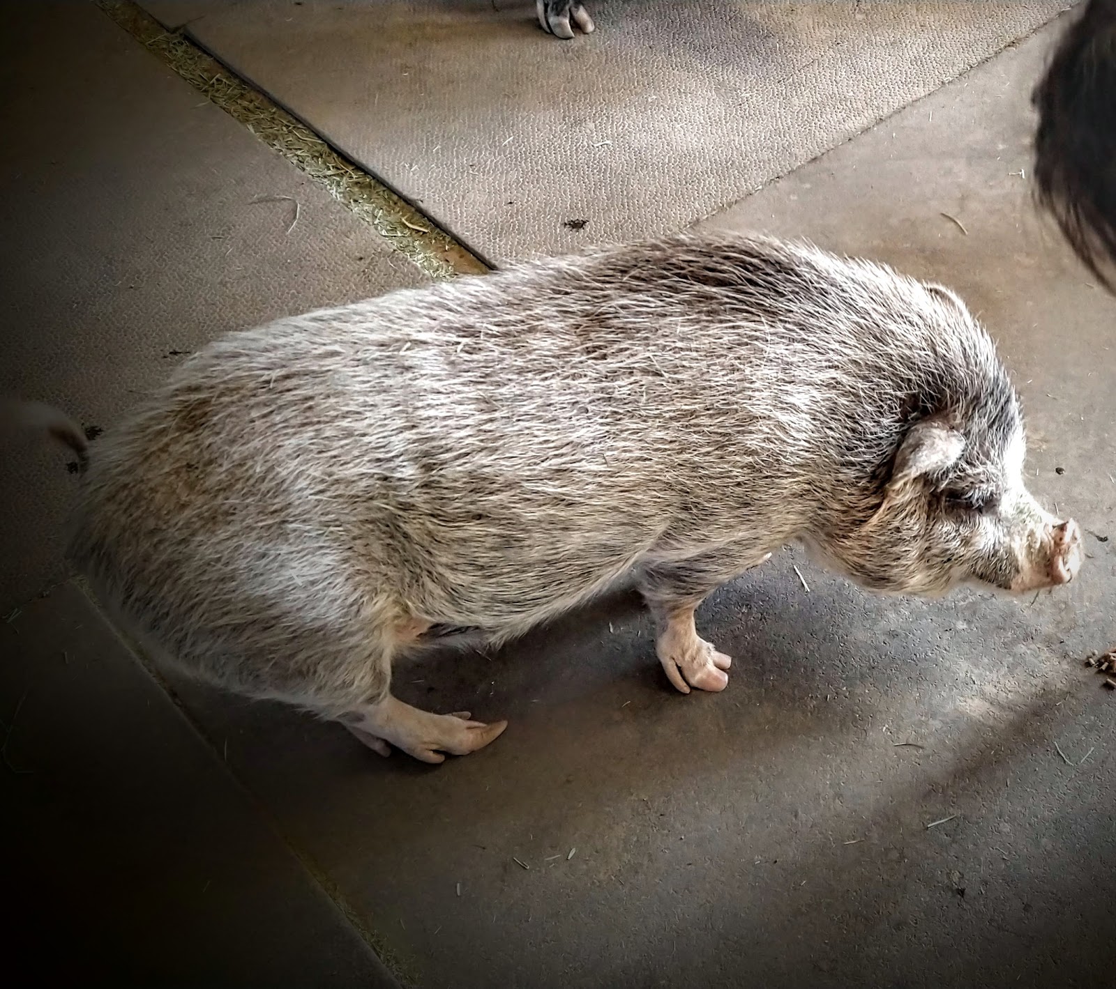 Alpacas of the Southwest - Kingman Tourism