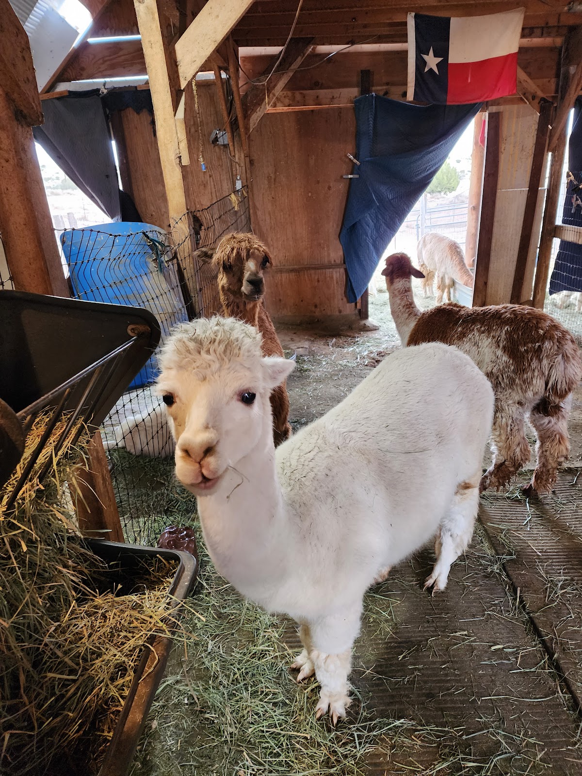 Alpacas of the Southwest - Kingman Tourism