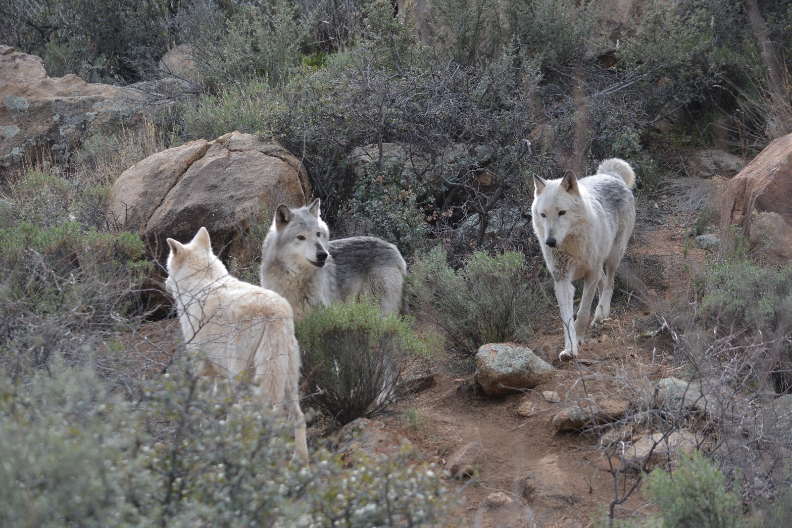 Keepers of the Wild - Kingman Tourism