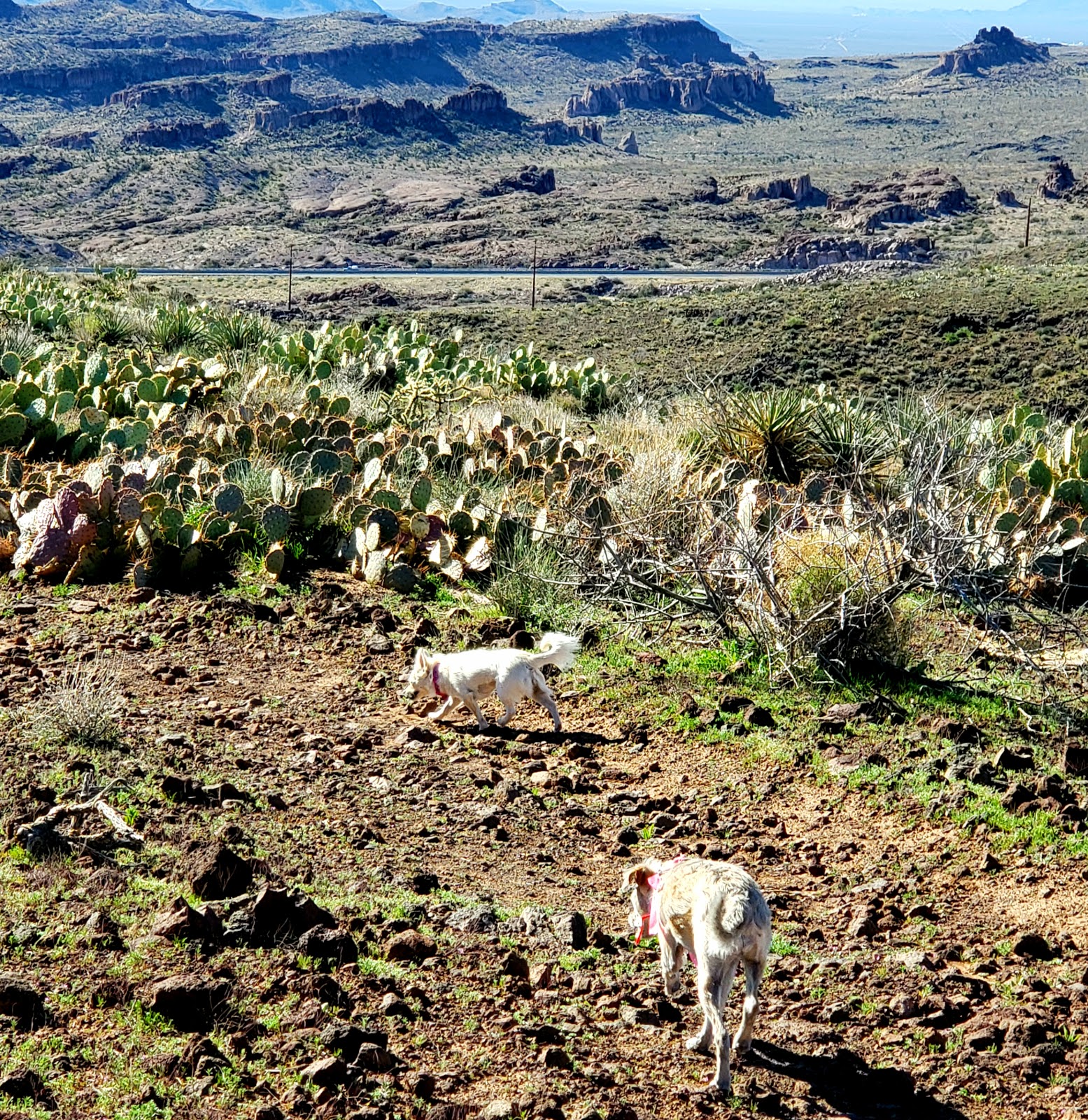 Camp Beale Loop Trail