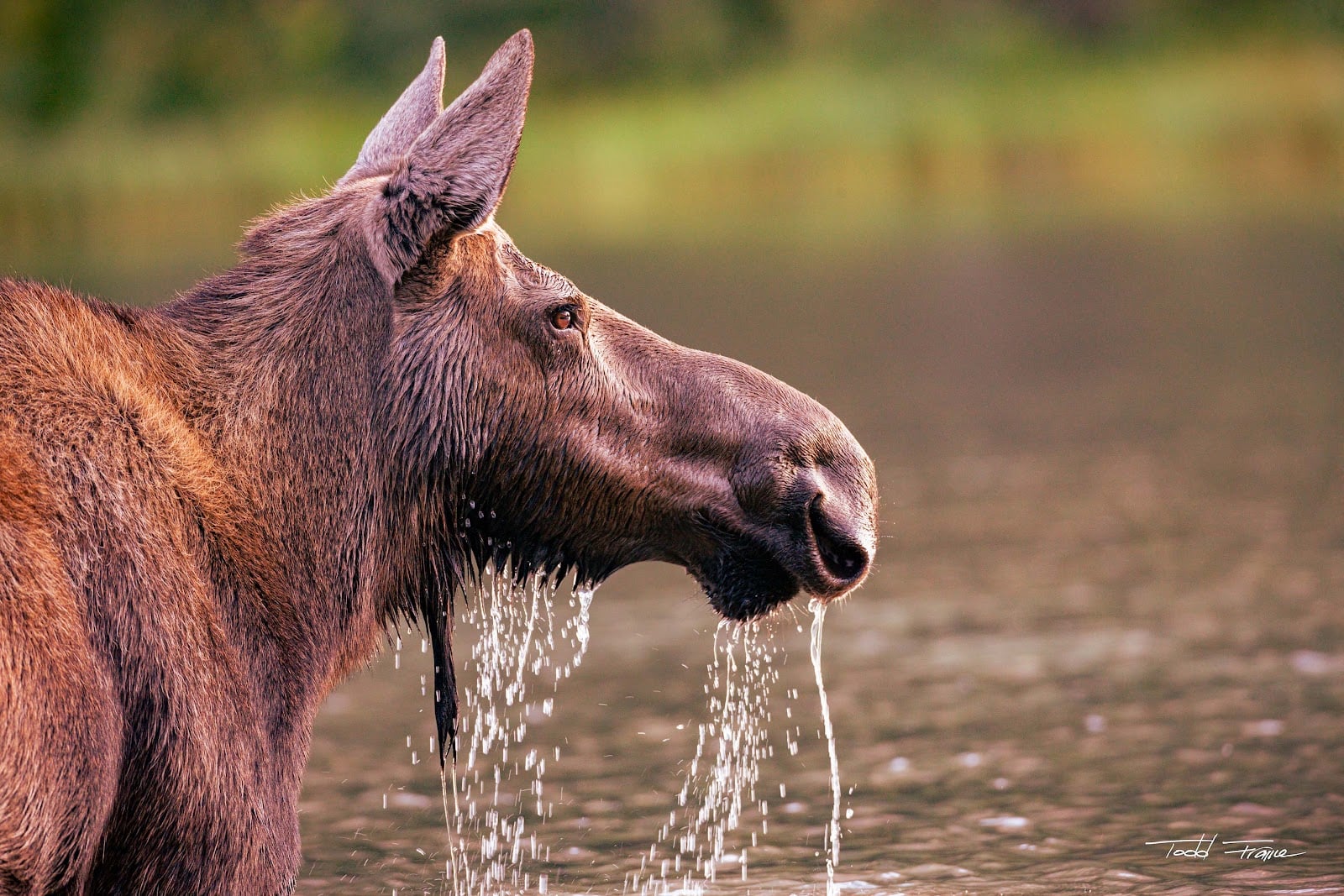 Todd Frame Gallery - Sedona, Arizona