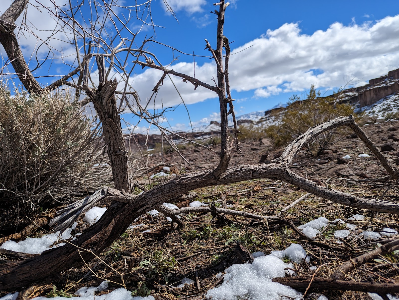 Camp Beale Loop Trail