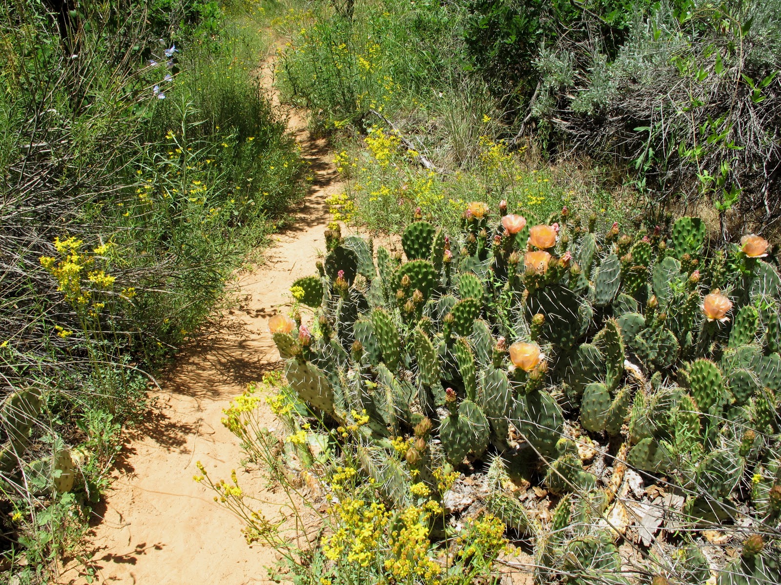 Natural Bridges Loop Trail