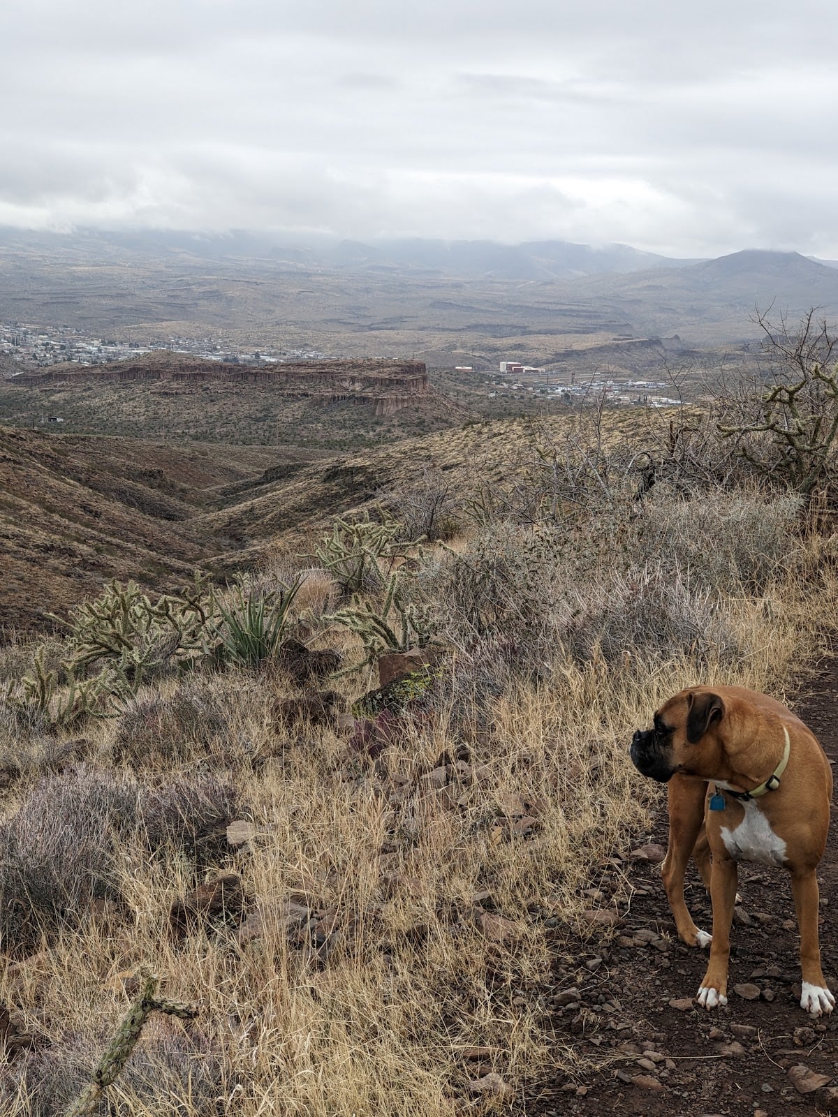 Camp Beale Loop Trail